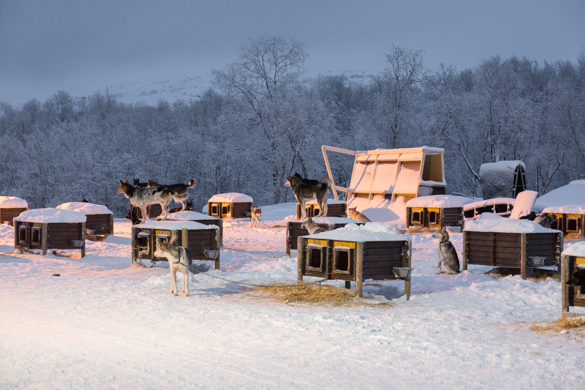 Husky tour | Made of Wanderlust